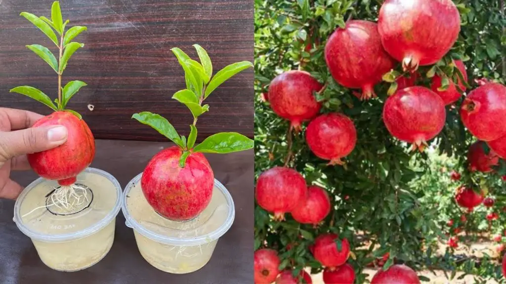 How to Grow Pomegranate Trees from Pomegranate Fruit: A Comprehensive ...