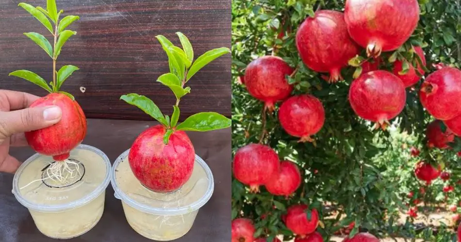 How to Grow Pomegranate Trees from Pomegranate Fruit: A Comprehensive ...