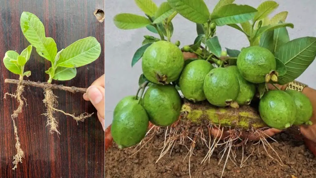 Unveiling a Unique Method: Fast Growing Guava Tree Propagation Using Onion and Aloe Vera - Home ...