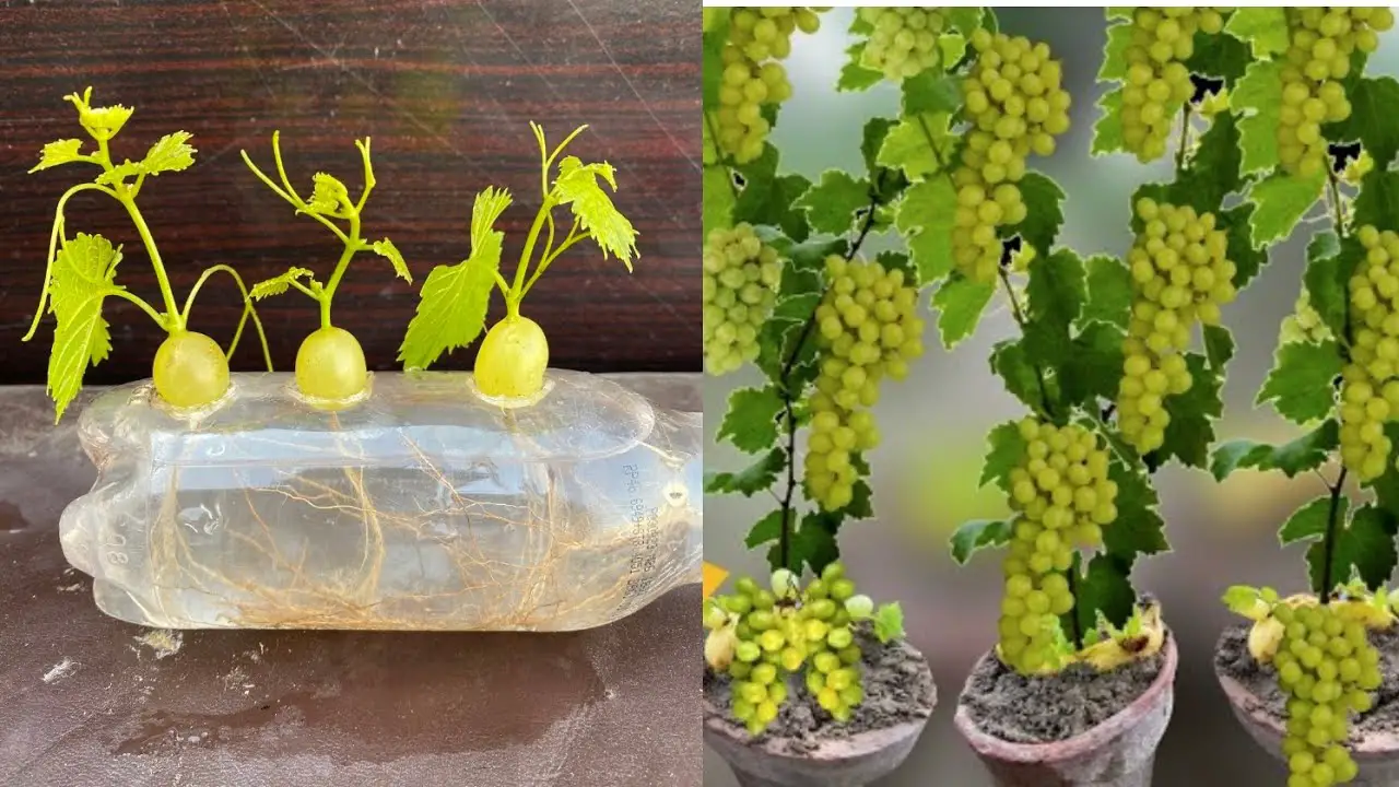 Innovative Method: Growing Grapes in Plastic Bottles for Beginners ...