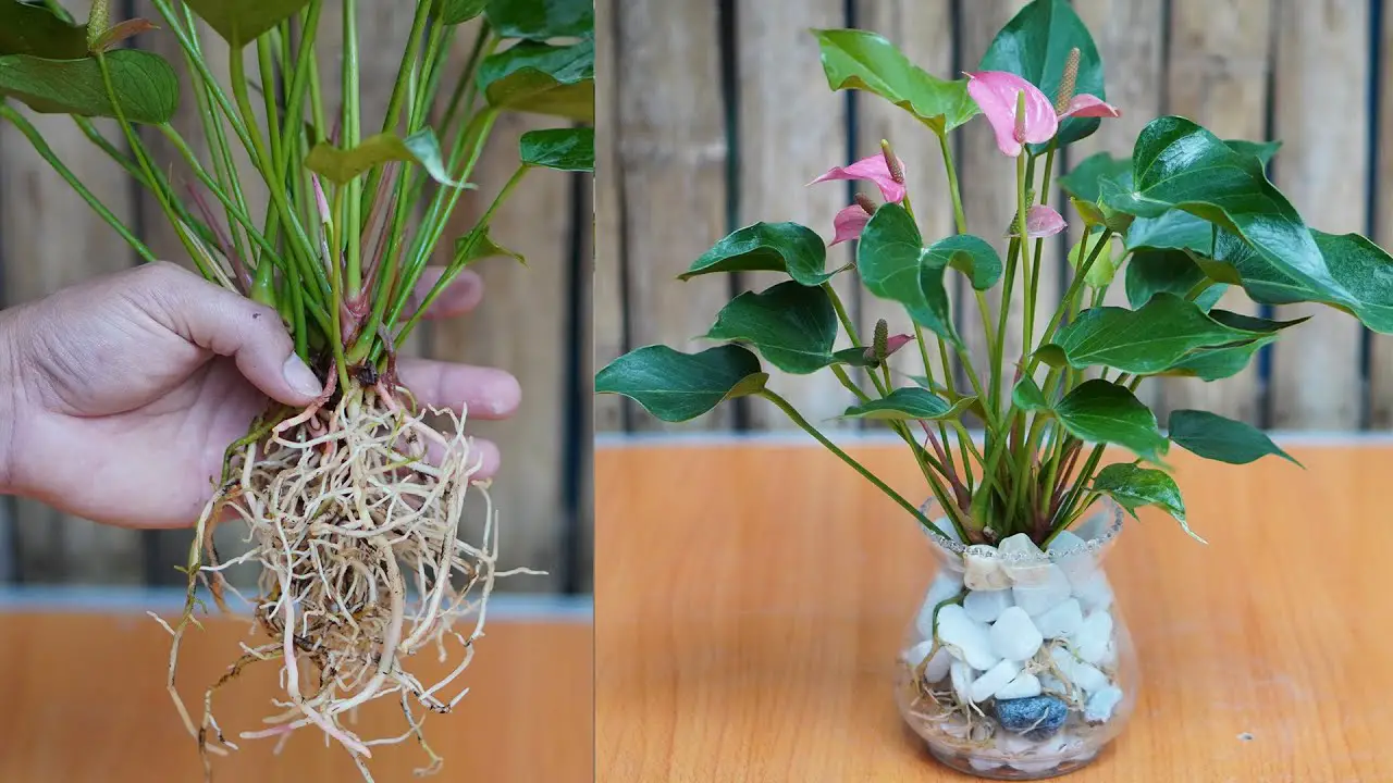 Easy Guide: Growing Stunning Aquatic Red Sail Plants for Office ...