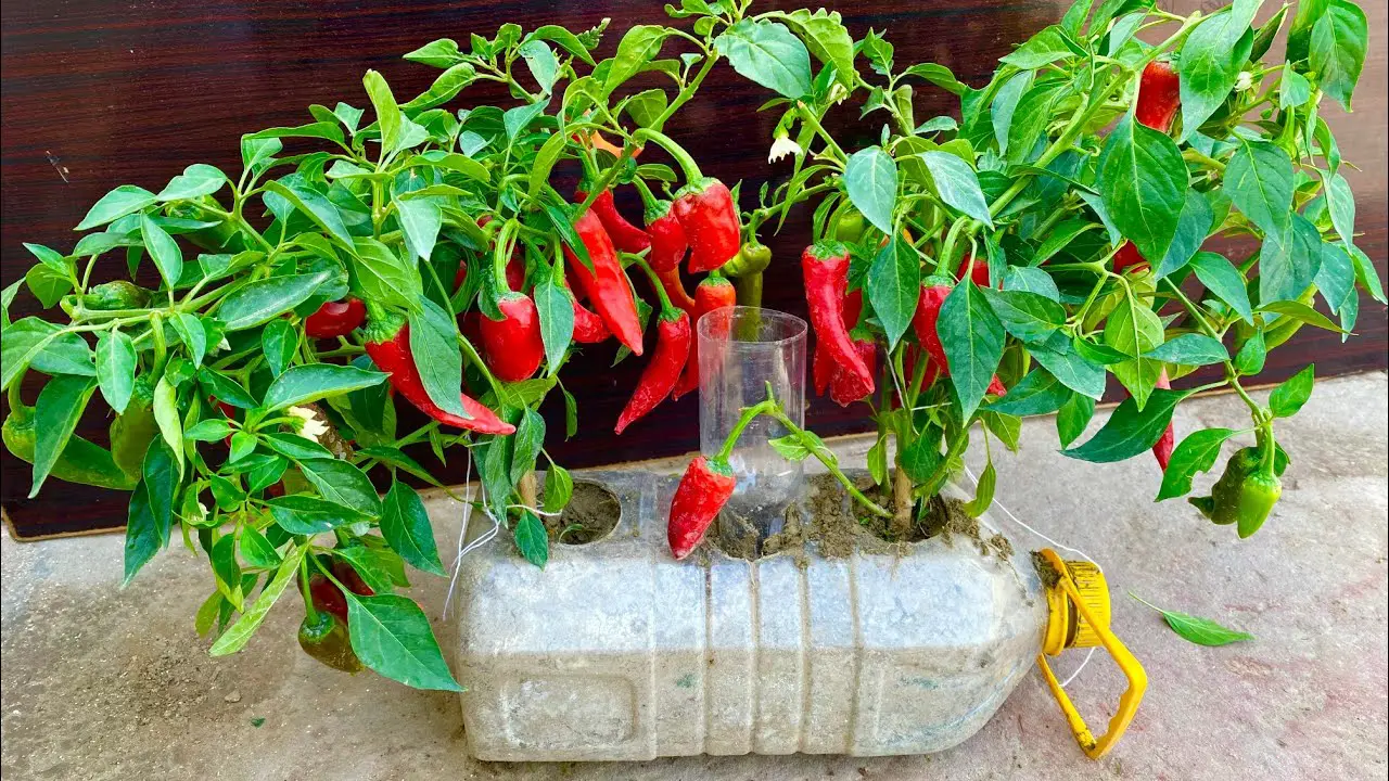 Innovative Gardening: Growing Chilli in Plastic Bottles at Home - Home ...