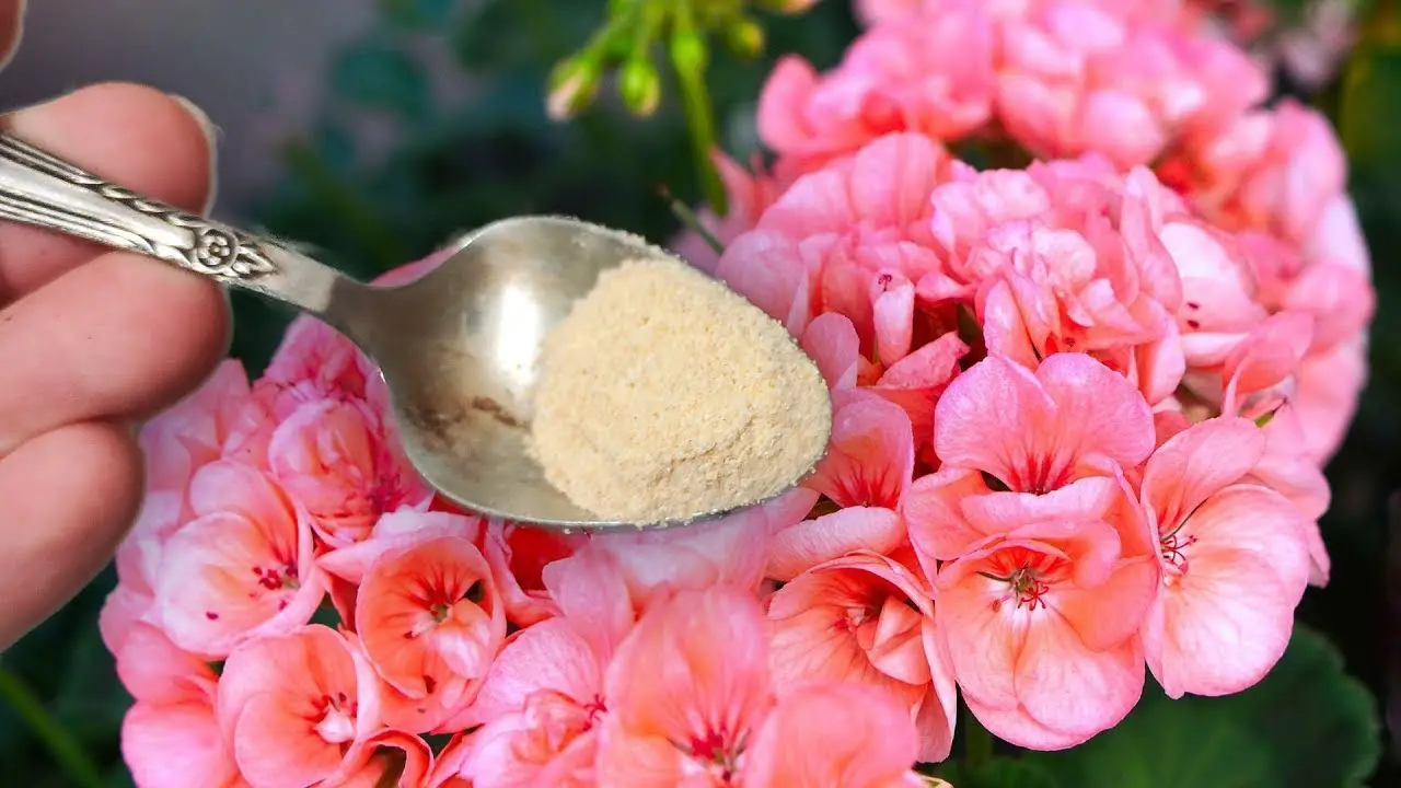 Flourish and Thrive A Spoonful for Magnificent Blooms in Any Flower ...