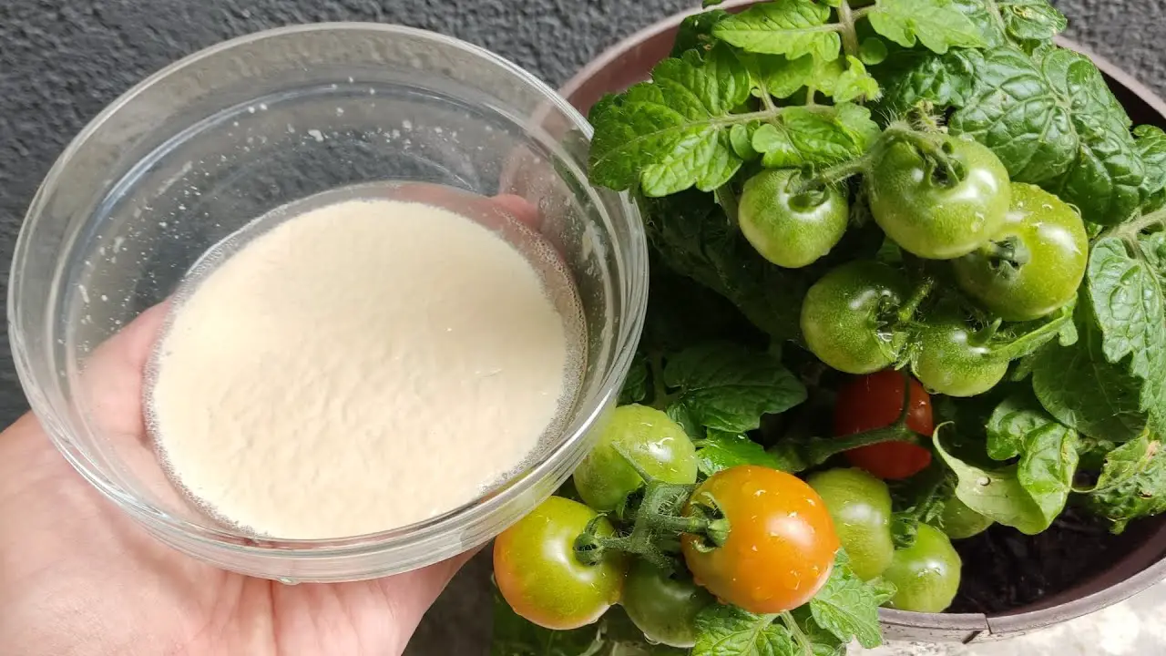 Accelerate Tomato Growth A Few Drops Under the Root for Speedy Results ...