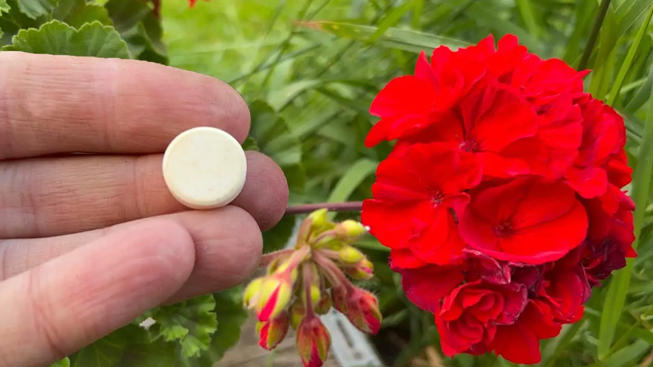 One Tablet Miracle Reviving Any Flower for Profuse Blooms! - Home ...