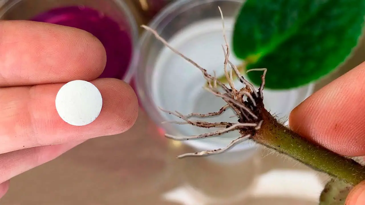 Surprising Results: Witness Rapid Root Growth with This Simple Method ...