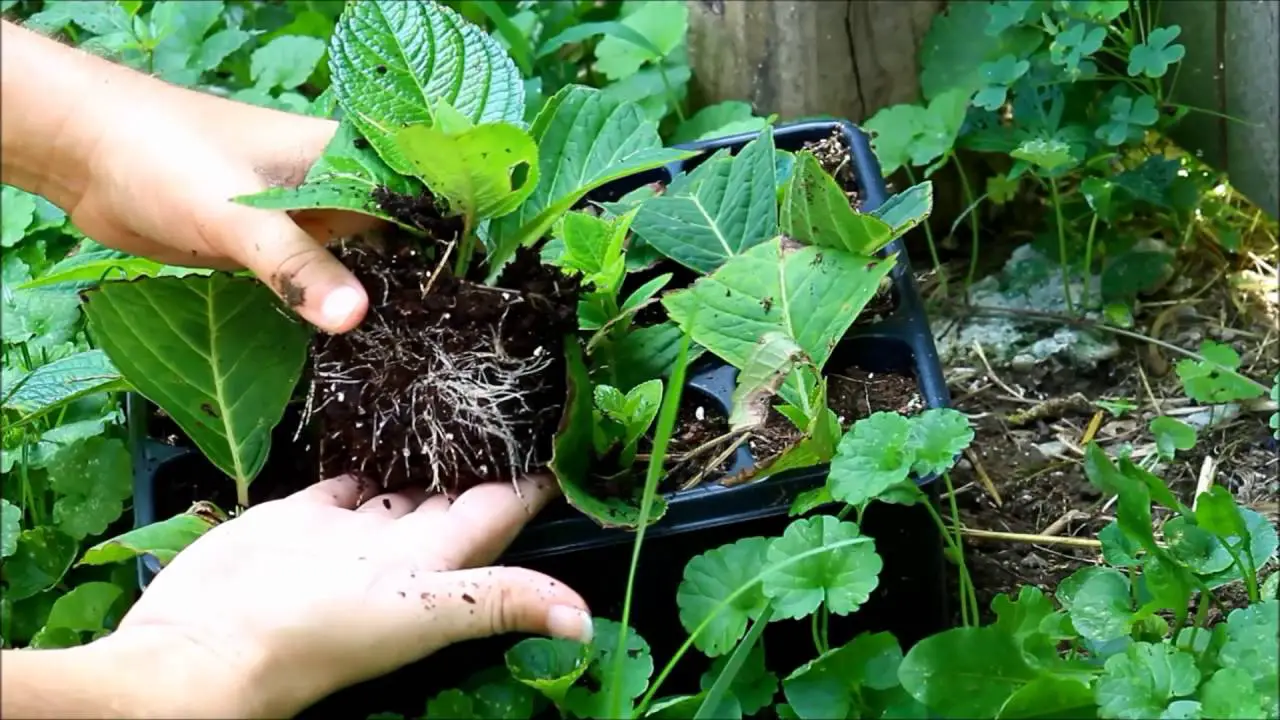 Hydrangea Propagation Triumph Achieving 100% Success with Cuttings ...