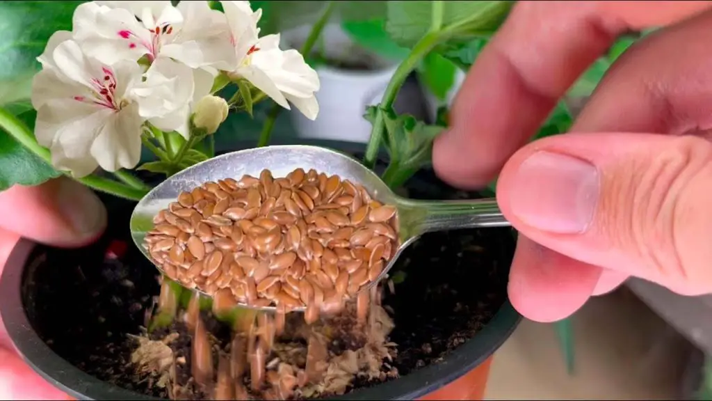 Transform Your Homemade Geranium Flowers with This Simple Trick! - Home ...