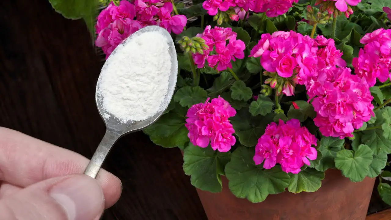 Forever Green One Spoonful for Luxuriant Geranium Blooms Year-Round ...