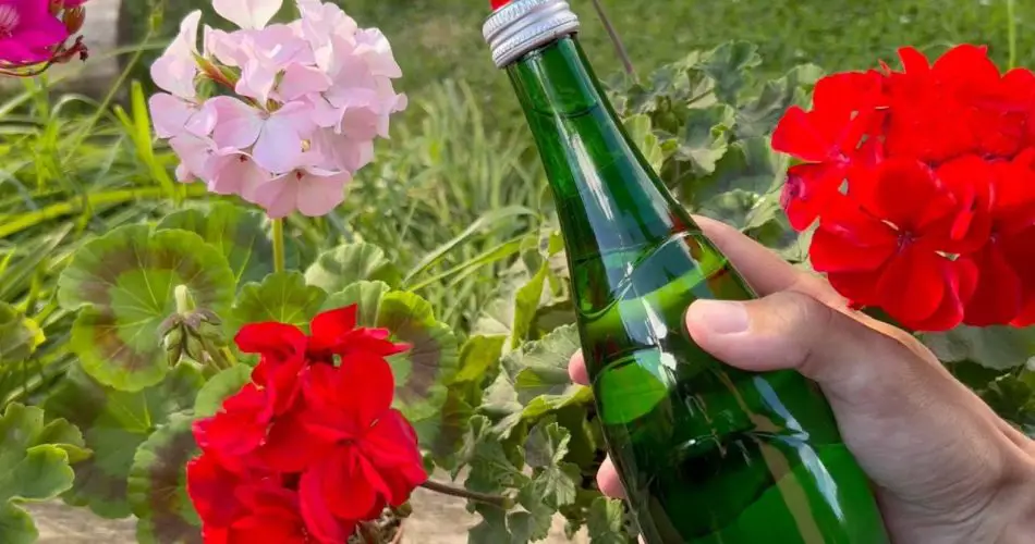 Rejuvenating Elixir Healing Water for Home Flowers Blooms Wonders ...