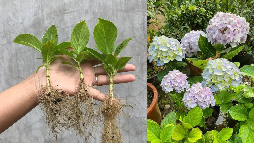 Rapid Rooting A Quick and Easy Method for Hydrangea Cutting Propagation - Home Garden Tips