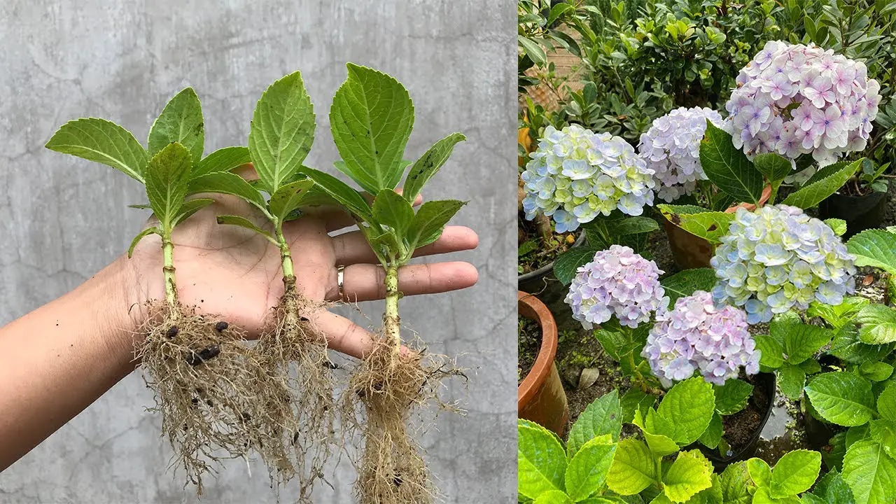 Rapid Rooting A Quick and Easy Method for Hydrangea Cutting Propagation ...