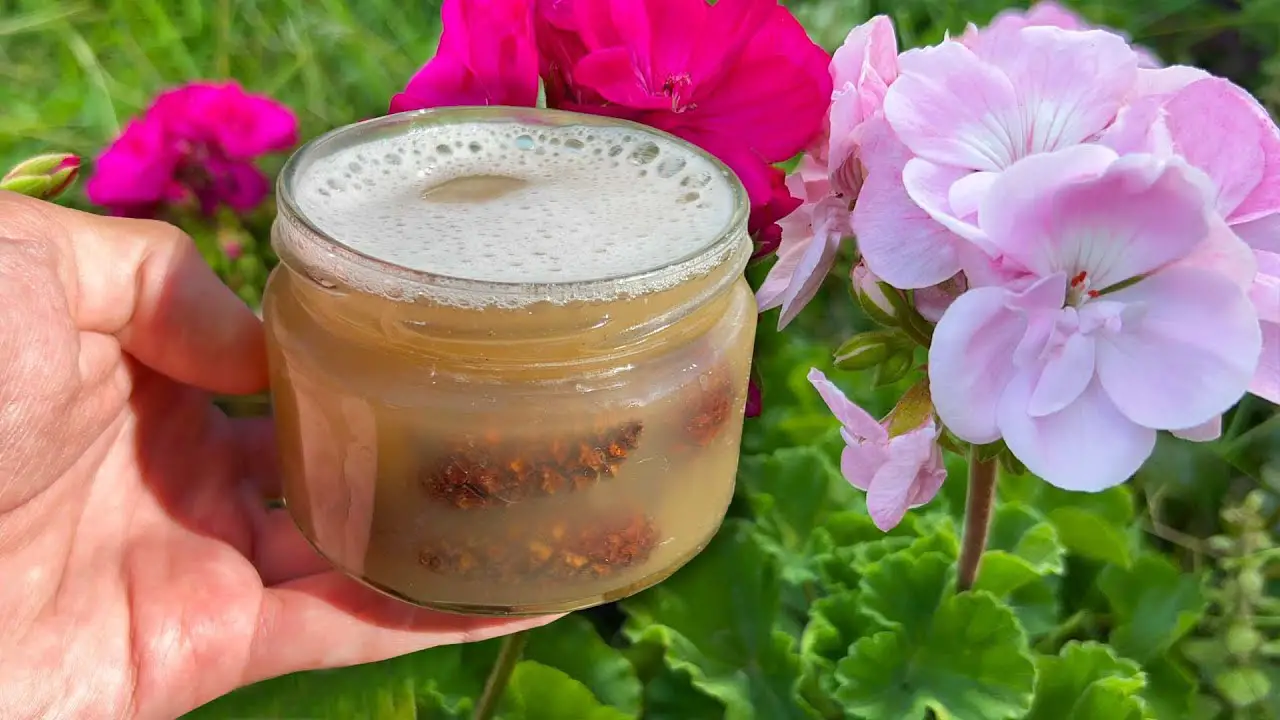 Surprising Revelation Reviving Even Dead Flowers to Full Bloom! - Home ...