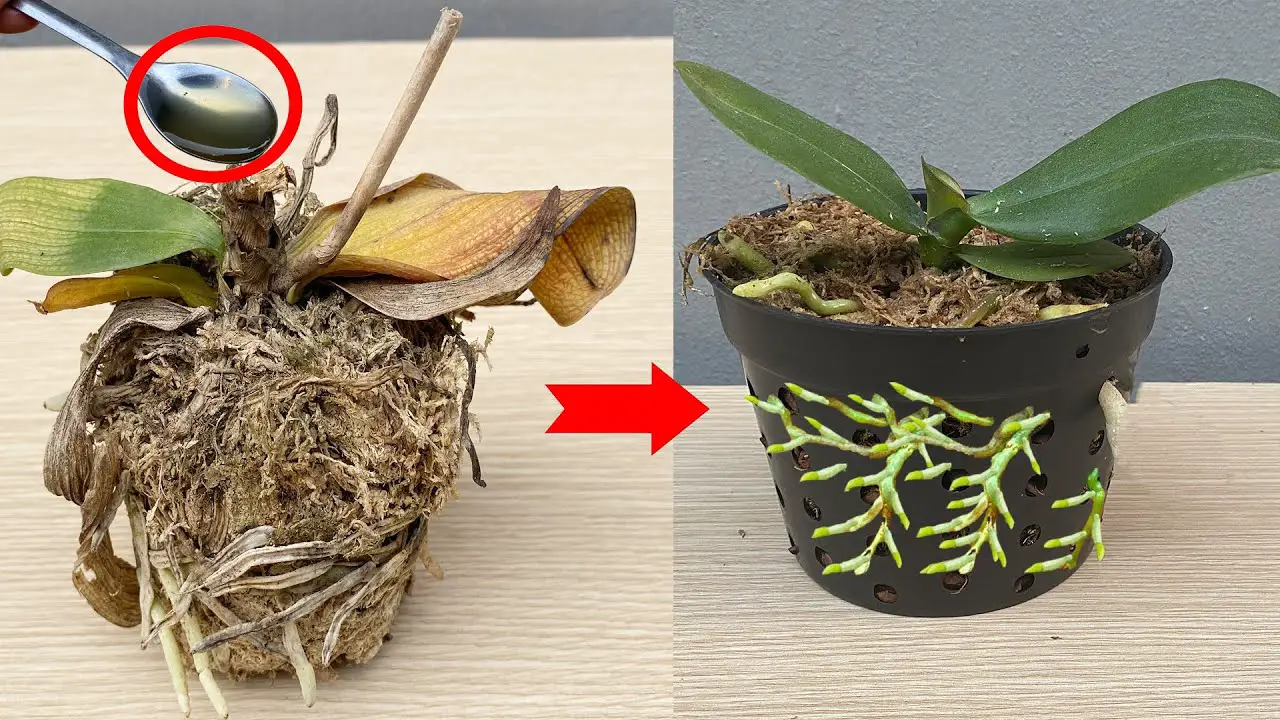 Miracle Cure Instantly Revive Rotten Orchids! - Home Garden Tips