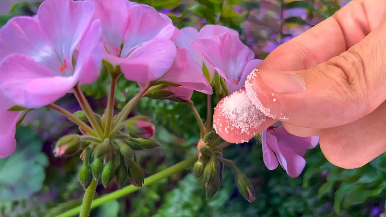 One Spoon Wonder: Blooming Lushly and Long for Roses, Geraniums ...