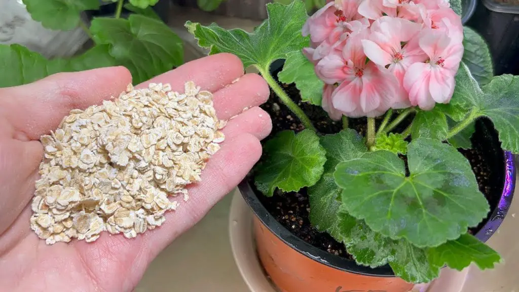 Revive Your Home Flowers: Watch Them Come to Life with This Simple ...