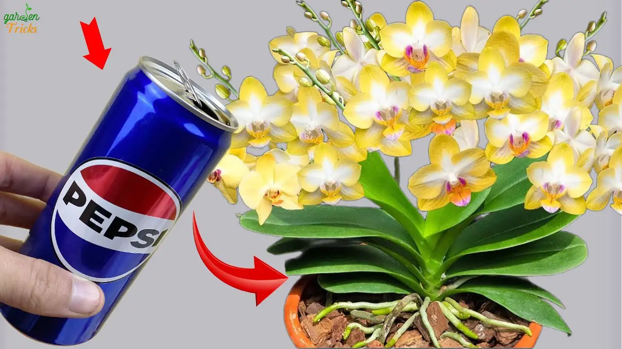 Transform Your Orchids with This Amazing Water Trick! - Home Garden Tips