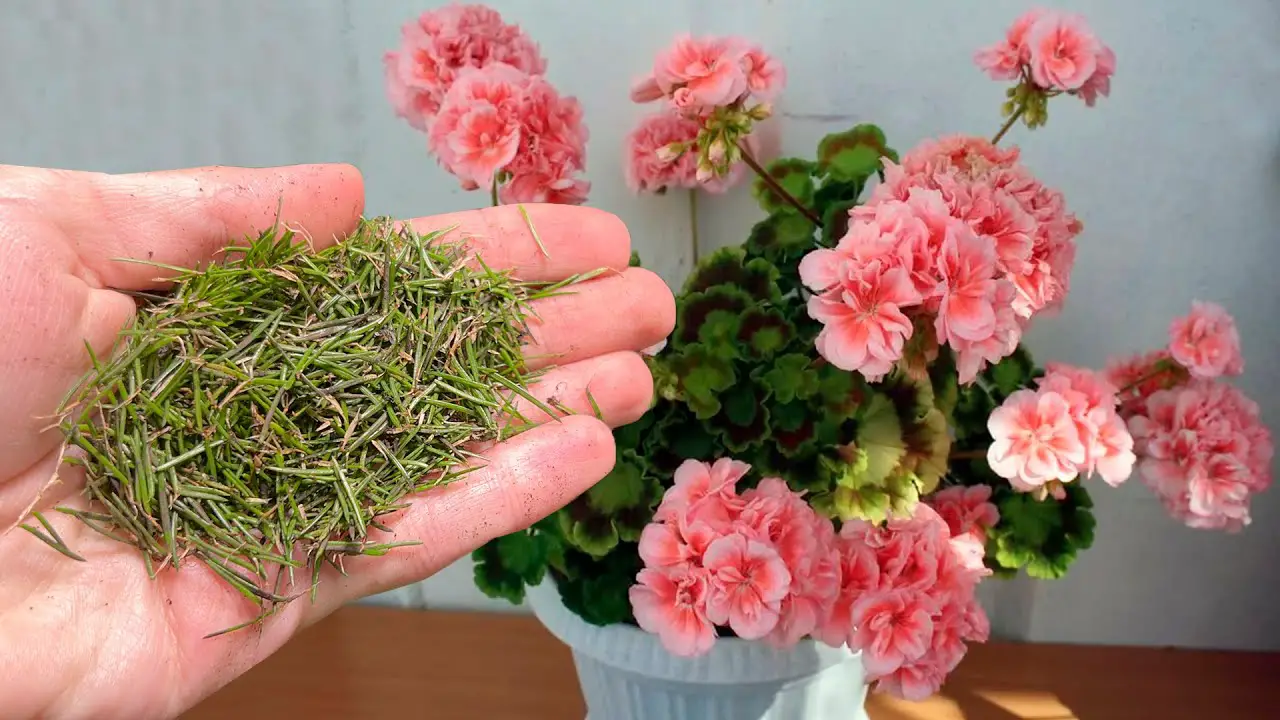 Spring Revival Transforming Indoor Flowers into Lush Blooms! - Home ...