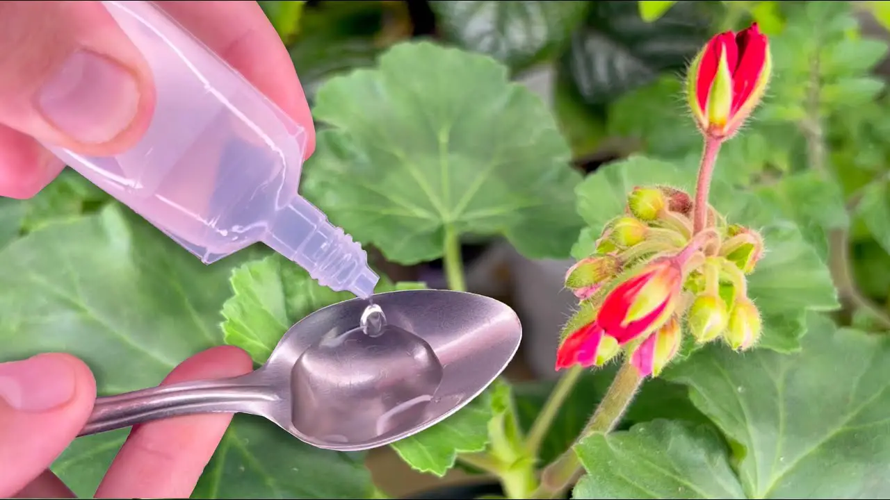 March Flower Power: Recharge Your Garden with Just 1 Spoon! - Home ...