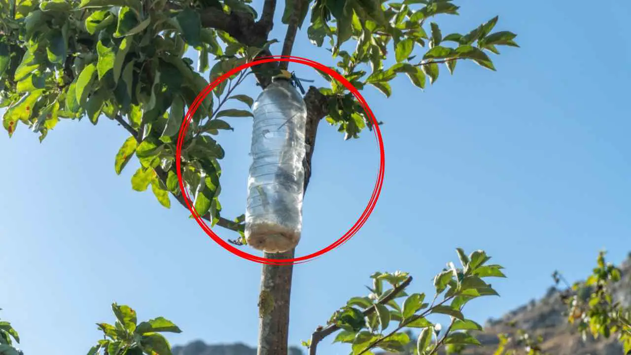 The unexpected reason to hang plastic bottles on trees - Home Garden Tips