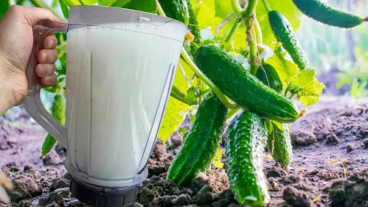 Water cucumbers with this liquid and they will grow unexpectedly at ...