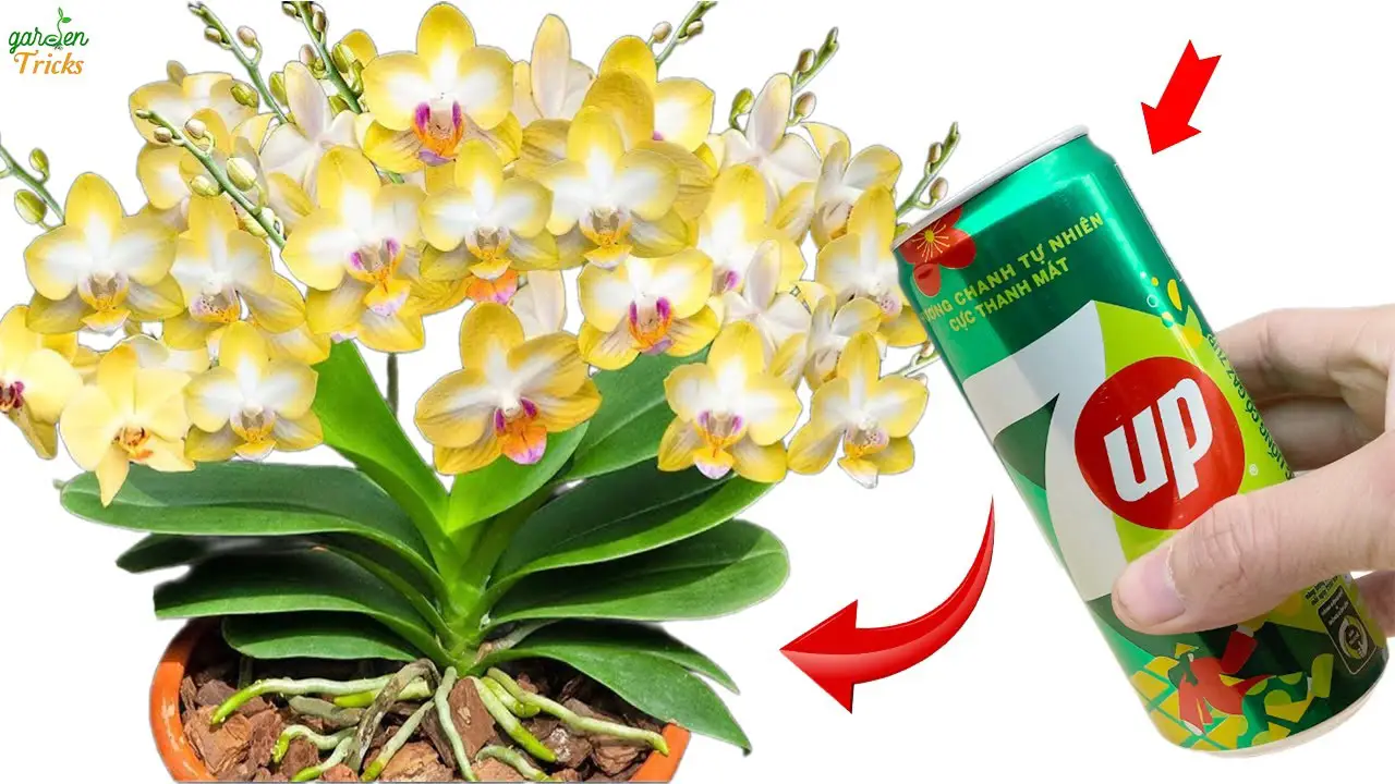 Orchid Magic Unlock Year-Round Blooms with a 7-Up Formula! - Home Garden Tips