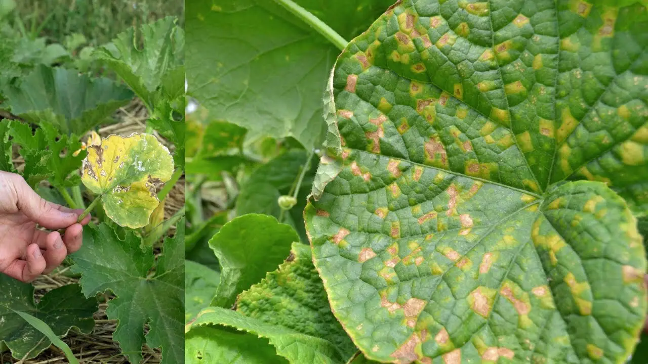 Shielding Your Cucumbers How THIS Solution Safeguards Against Diseases ...
