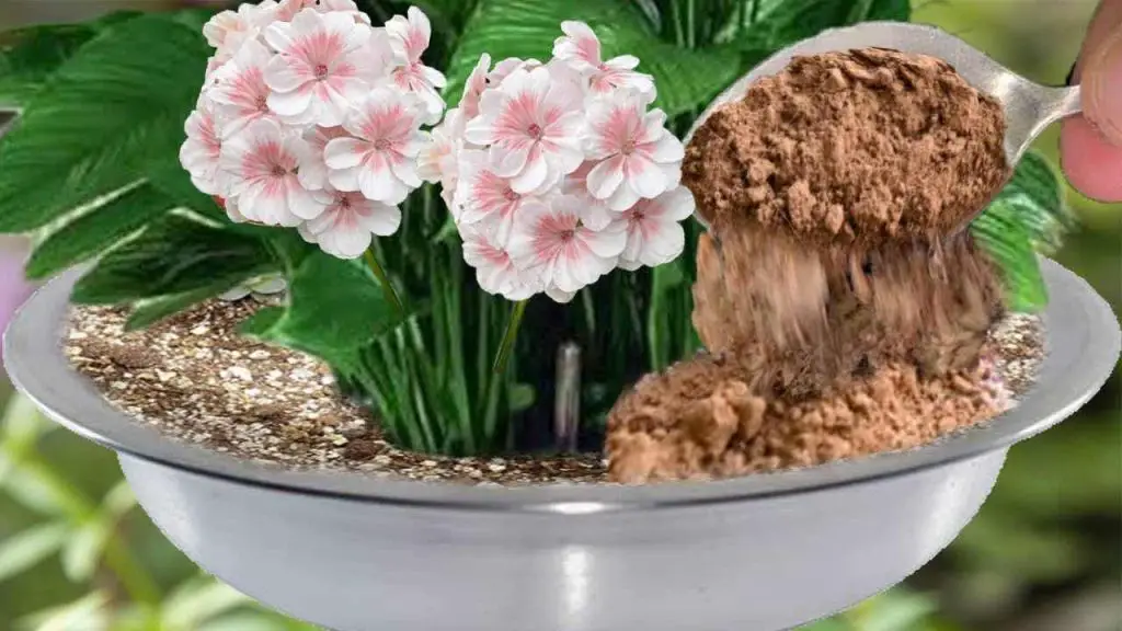 This powerful natural fertilizer fills all plants with lots of flowers ...