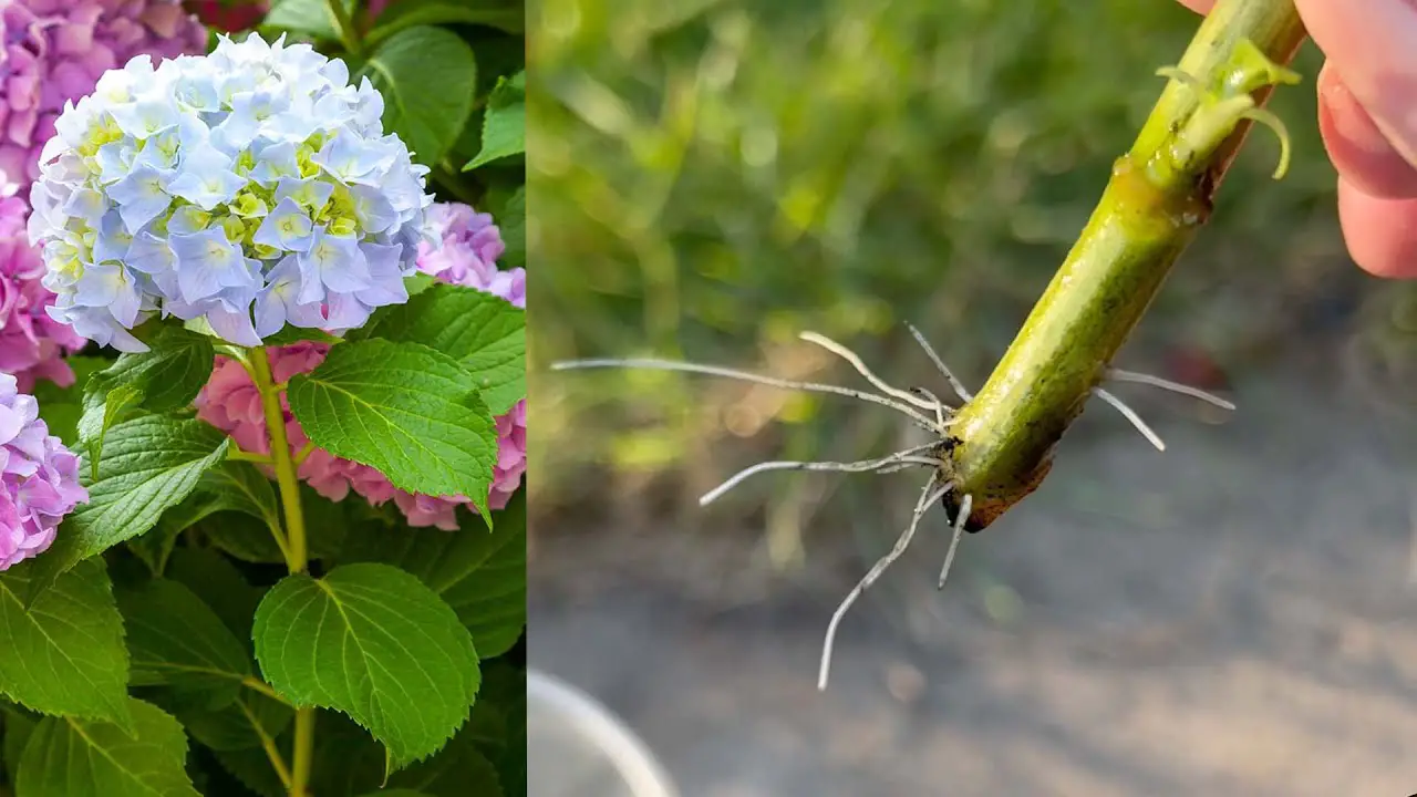Surprising Results Watch Your Hydrangea Cuttings Root with This Simple ...