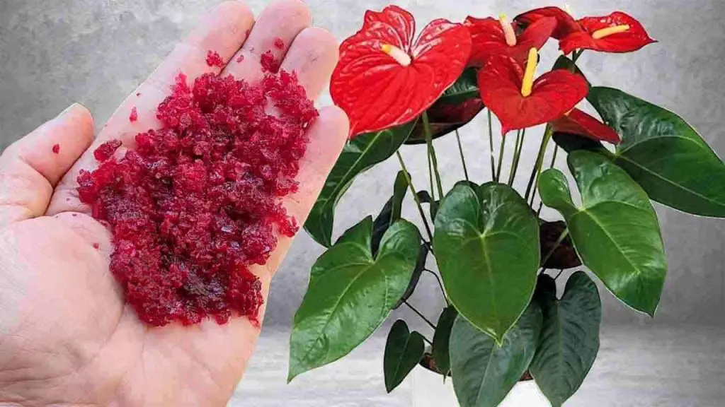 It may seem incredible, but a handful of this ingredient will make ...