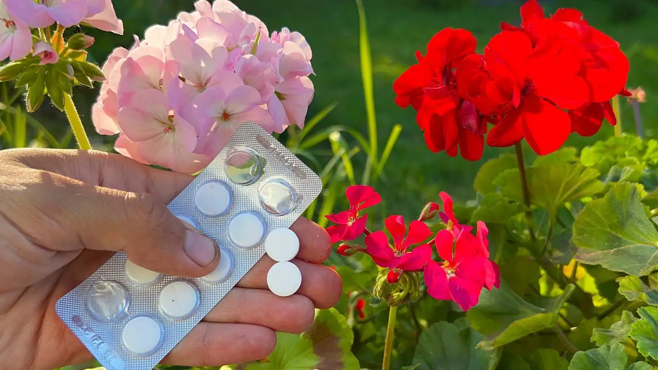 July's Miracle: Reviving Dead Flowers into Luxuriant Blooms - Home ...