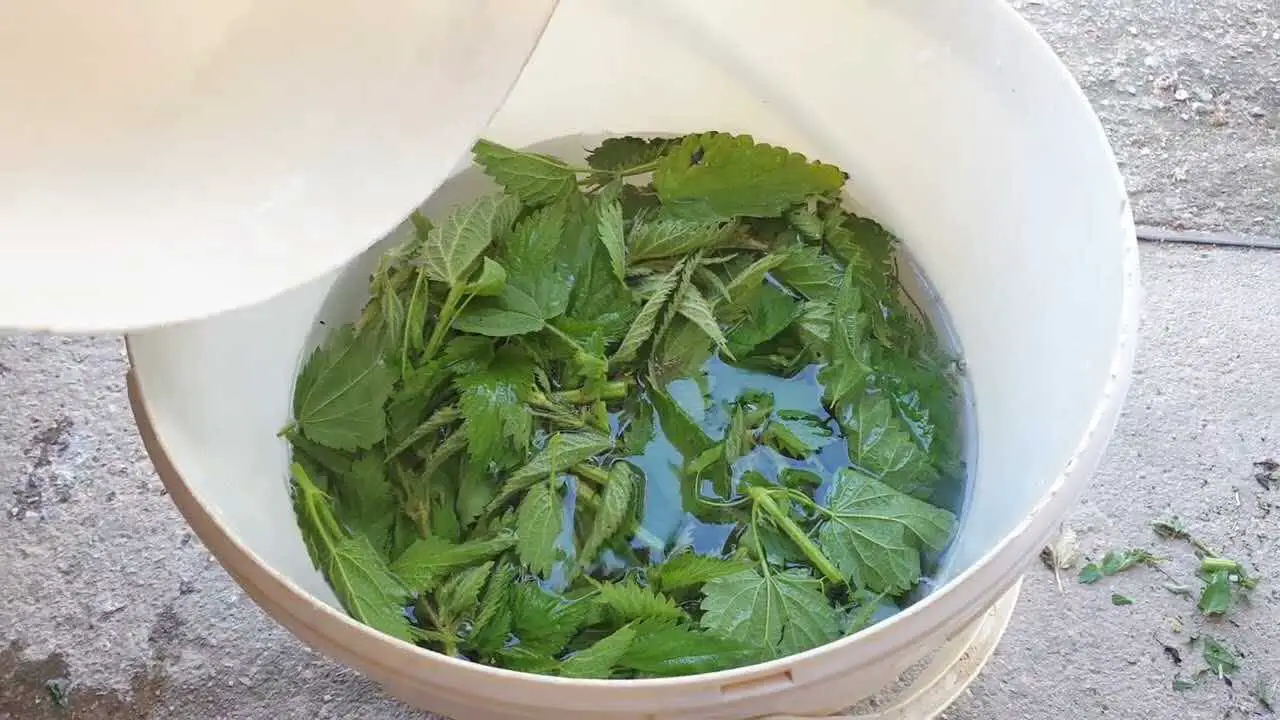 Nature's strongest fertilizer and insecticide - make sure you pour it ...