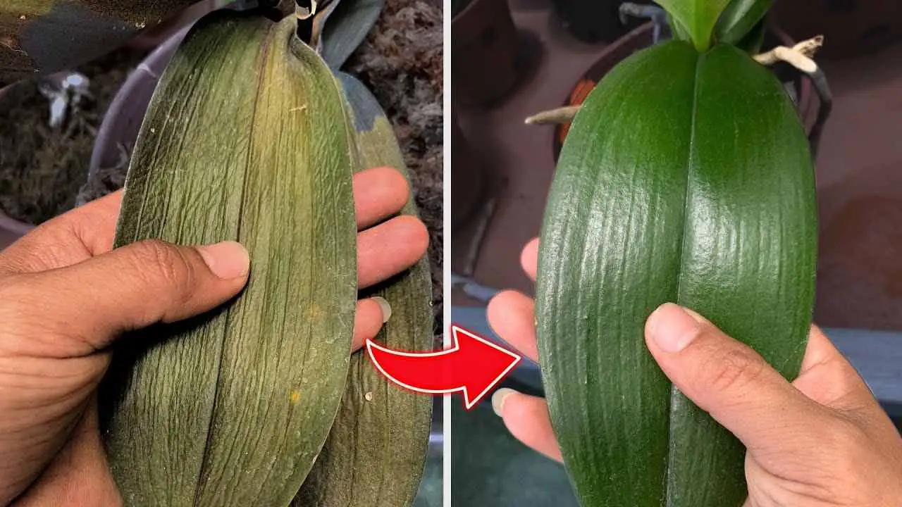 After spraying this water you will see how the orchid will stop wilting ...