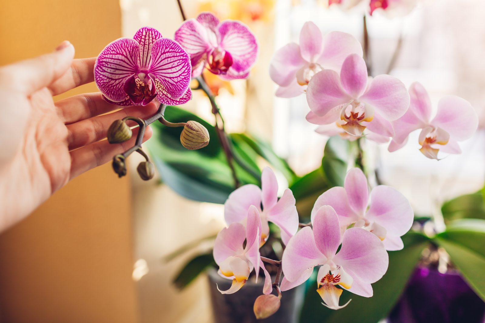 Make your Orchids bloom even in winter with this magical fertilizer ...