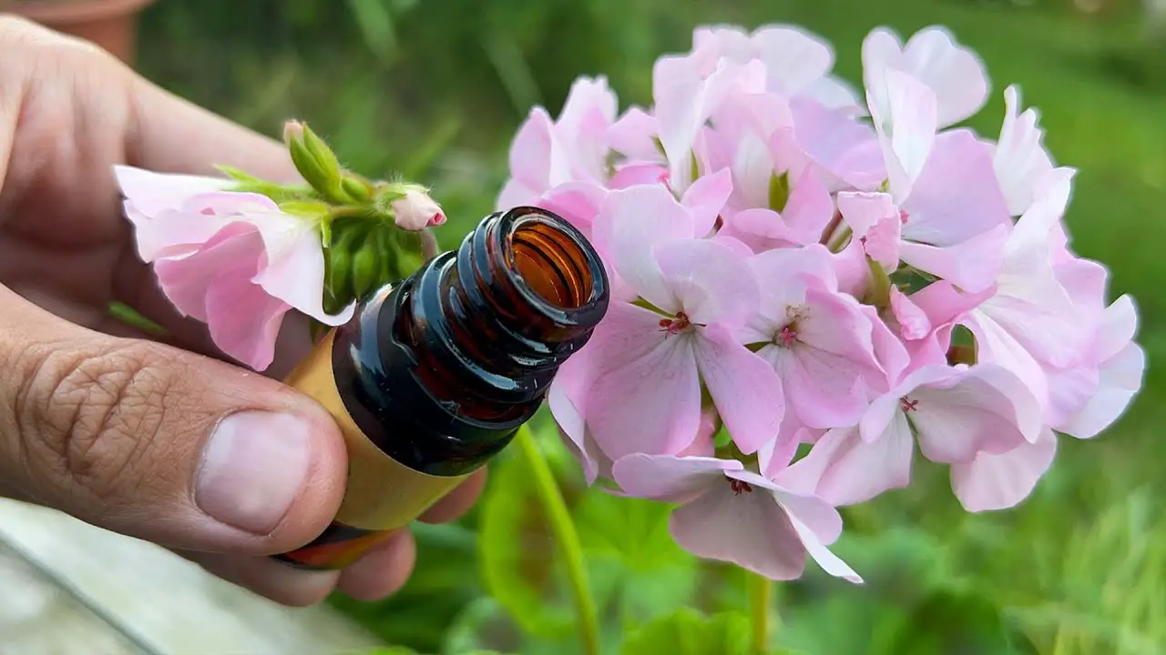 July's Miracle: Reviving Small Flowers into Magnificent Blooms! - Home ...