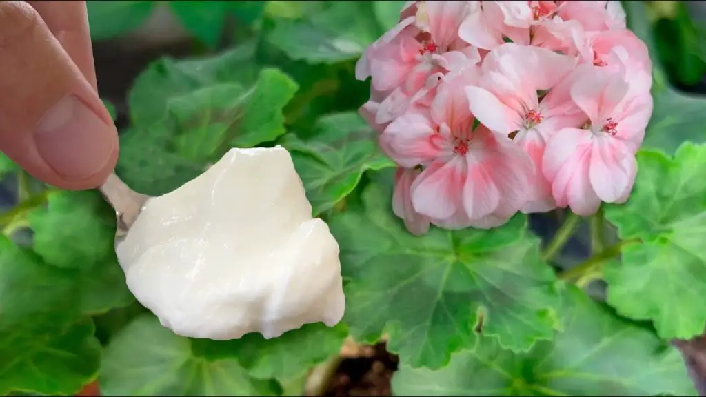 From Dormancy to Blooming Beauty: Witness the Amazing Transformation of ...
