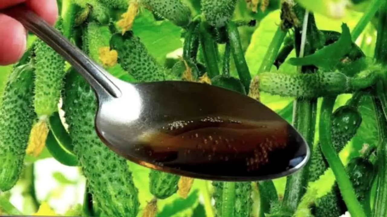 One spoonful of this ingredient will give tons of fruits, they never ...