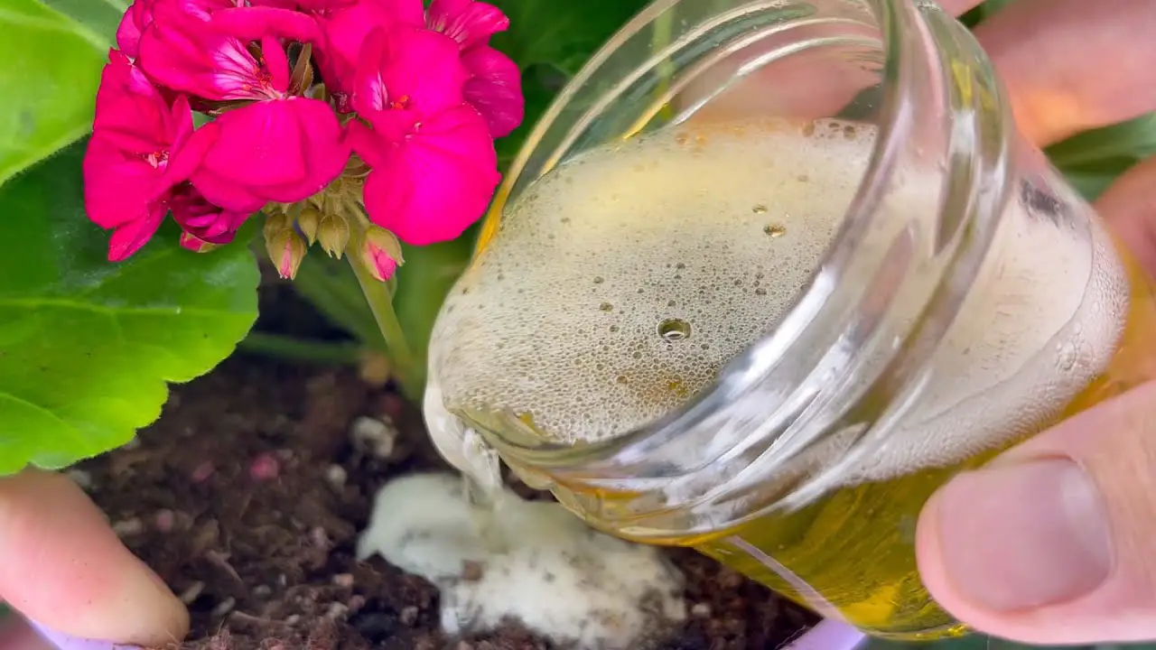 Surprising Solution: Revitalize Your Home Flowers with Beer! - Home ...