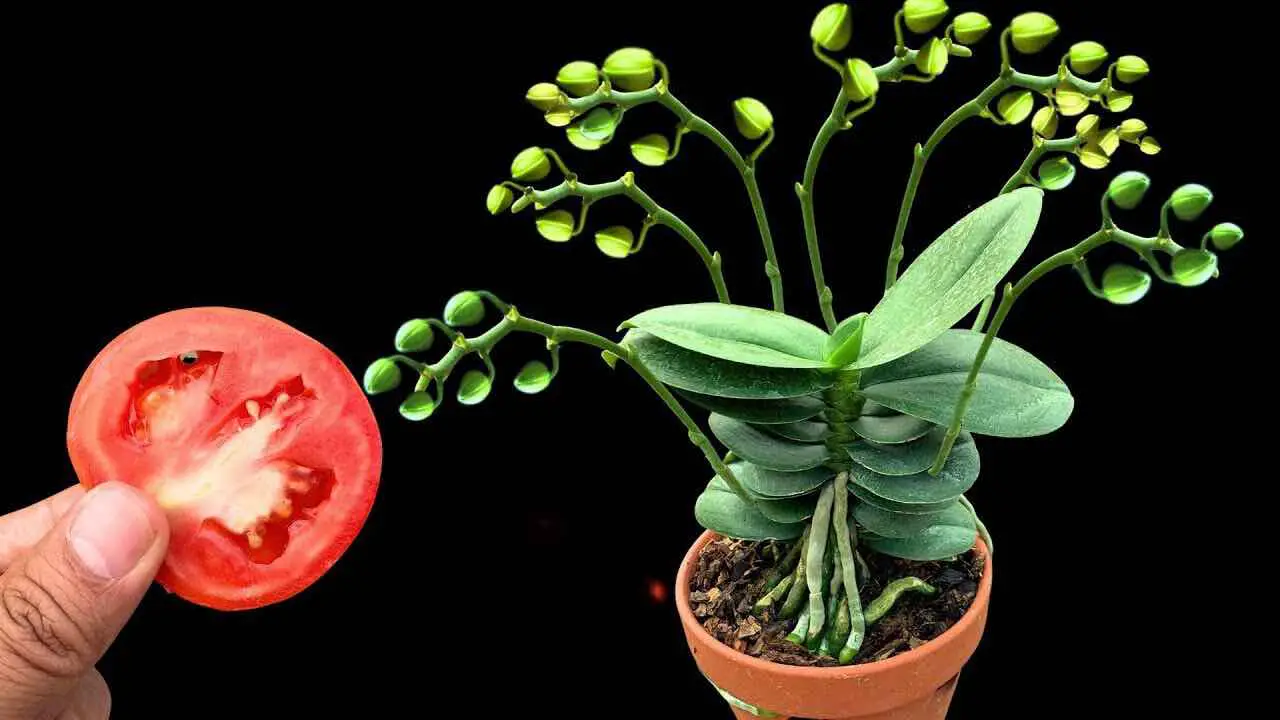 The secret to always having healthy and flowering orchids every year is ...