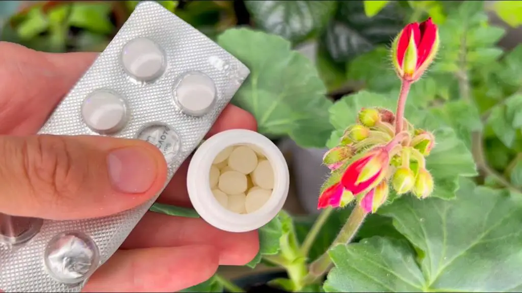 February's Floral Miracle Reviving and Blooming Flowers with Just Three ...