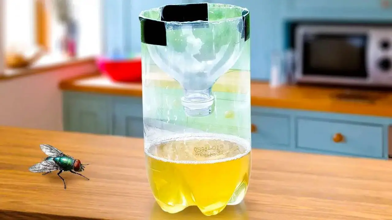 Put this in the kitchen: it keeps flies, mosquitoes and any other ...