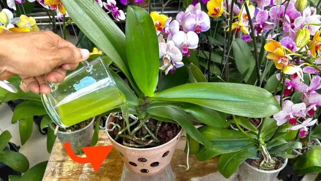 If you pour 1 cup of this ingredient you have no idea how many orchids will bloom - Home Garden Tips