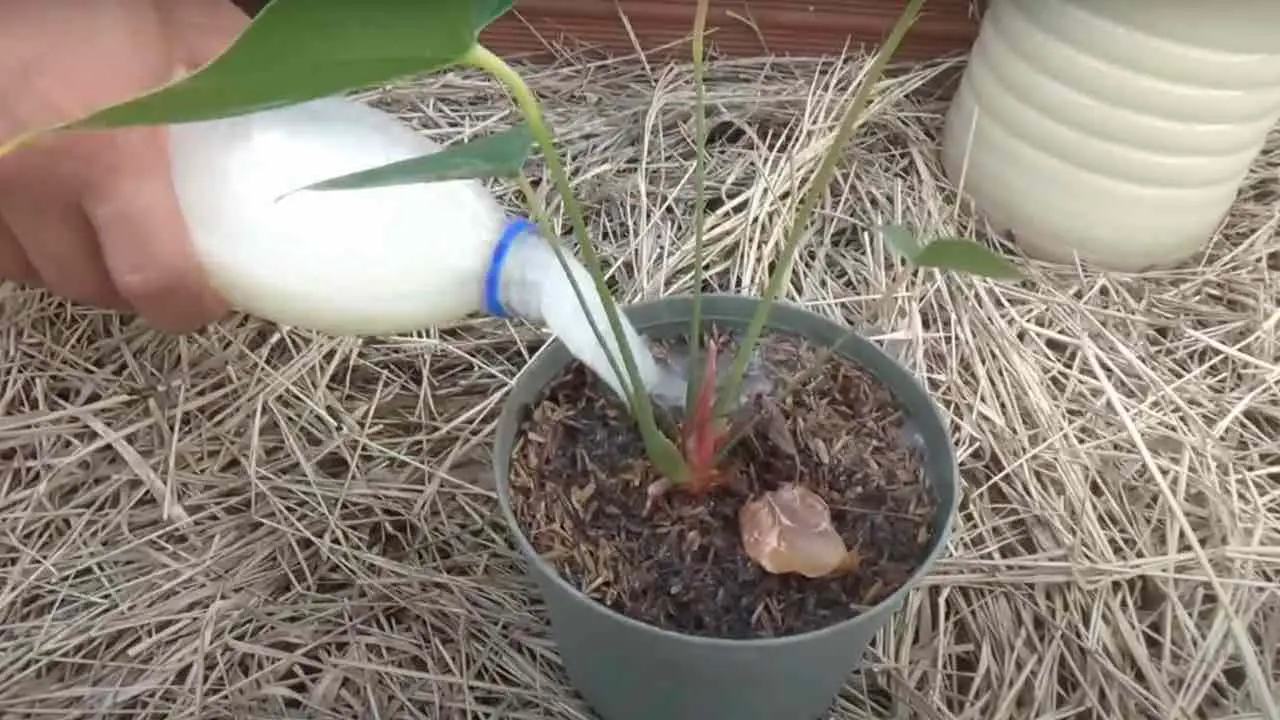 Powerful homemade fertilizer, with 2 ingredients you revive every ...