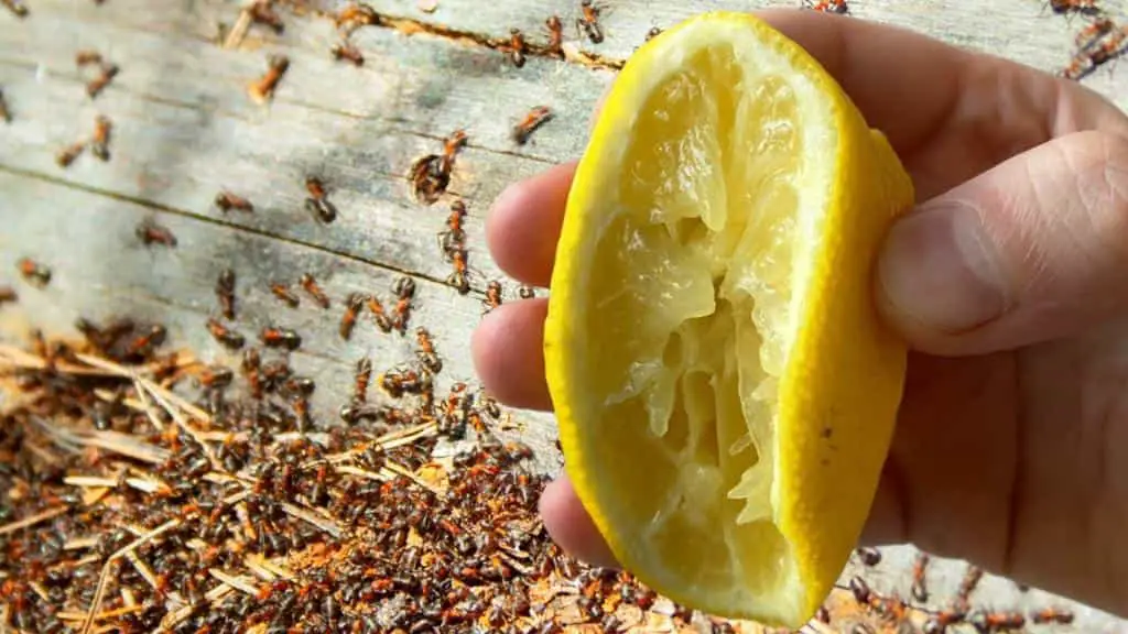 Aphids and insects will never return to your home with this strong ...