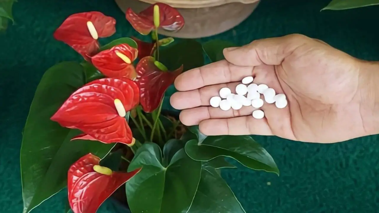 Here is the secret to having healthy and thriving anthurium for many ...