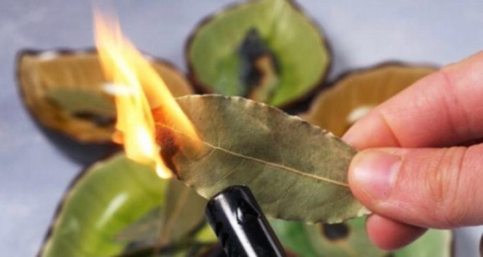 Laurel leaves, everyone is burning them in their homes: what happens ...