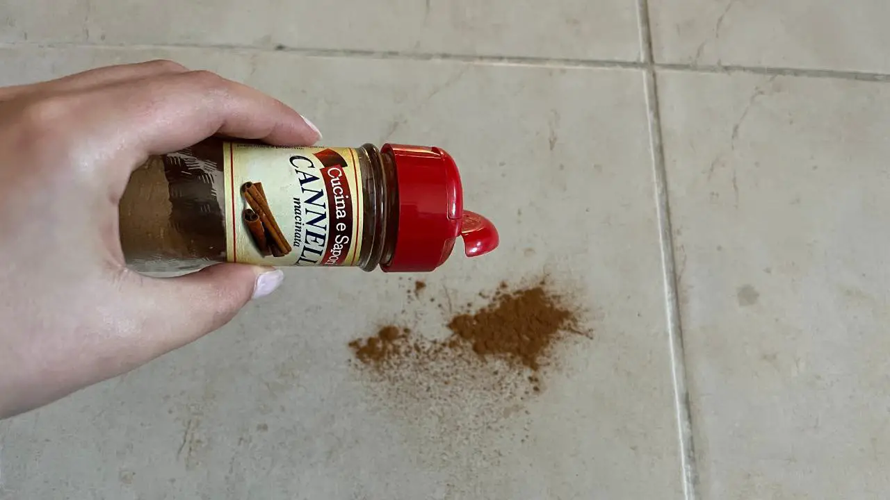 Throw 1 pinch of cinnamon on the floor, the trick that has worked for ...