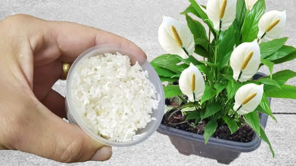 This natural fertilizer will make double the flowers you have in your ...