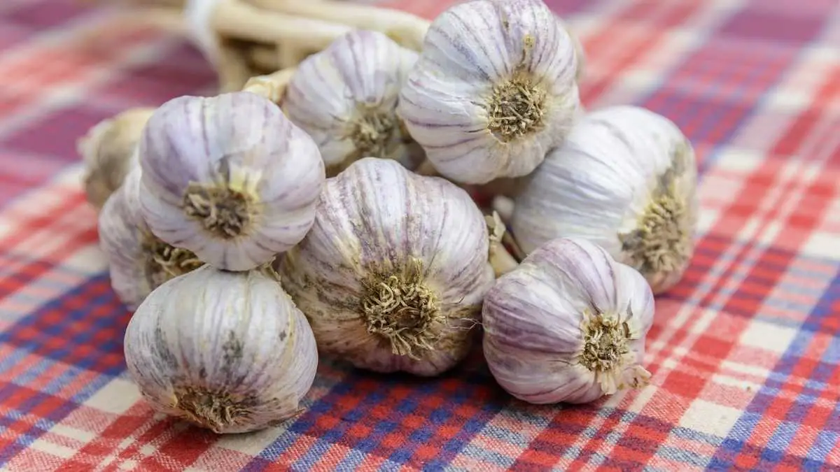 How to store garlic to keep it fresh for as long as possible? Most ...