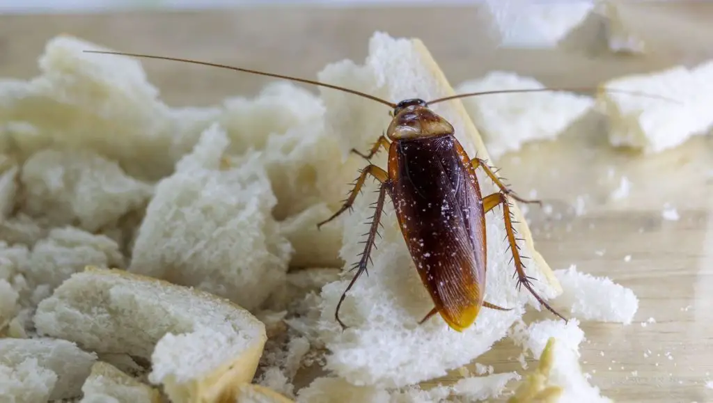 Goodbye cockroaches in the house: the natural trick that prevents them ...